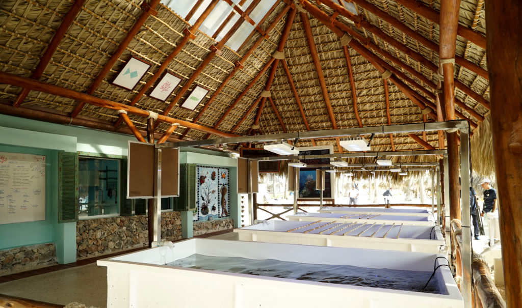 Iberostar commits to protecting oceans, unveils coral lab