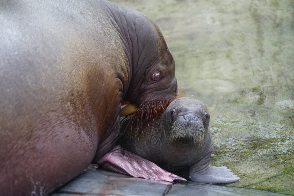 Kid & Kaboodle? SeaWorld Orlando welcomes whiskered baby walrus
