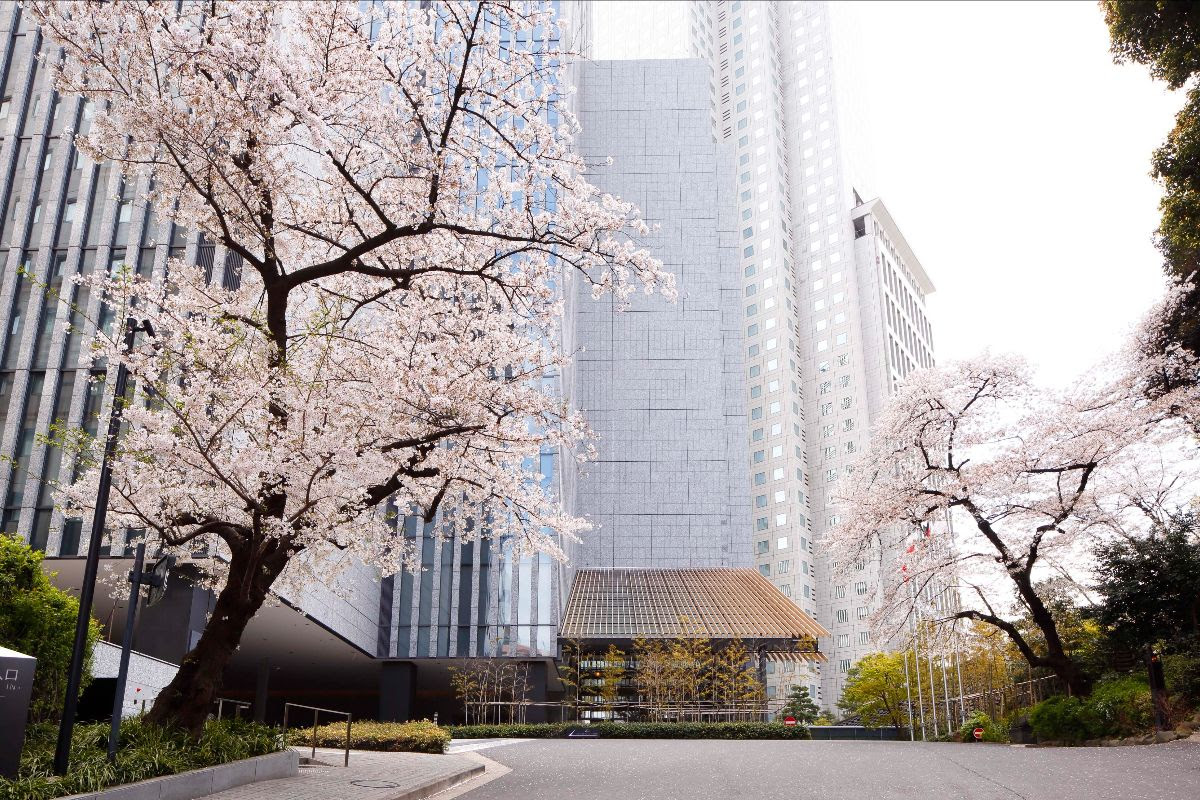 Best Sakura-viewing locations in Tokyo