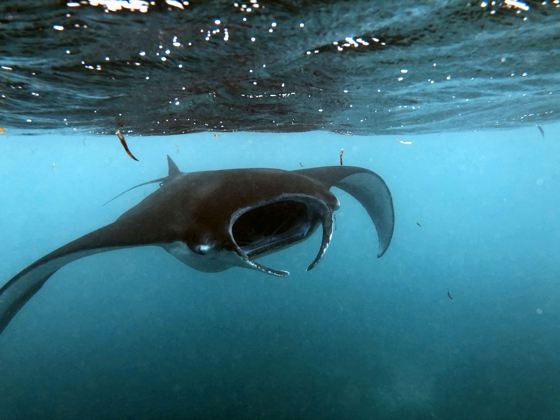 Blue Safari Seychelles leads the way in Manta Ray conservation