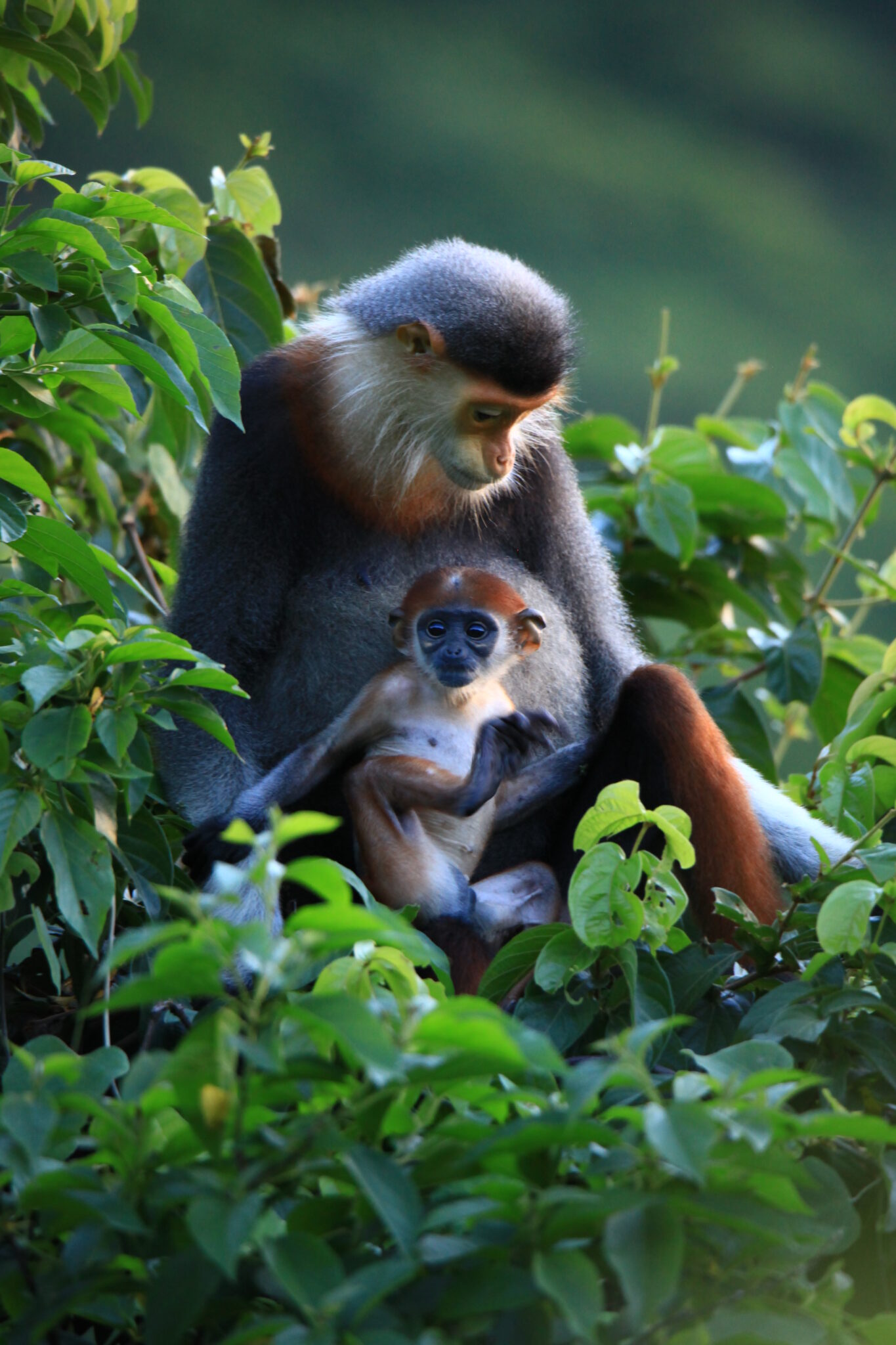 InterContinental Danang builds bridges for the conservation of red ...