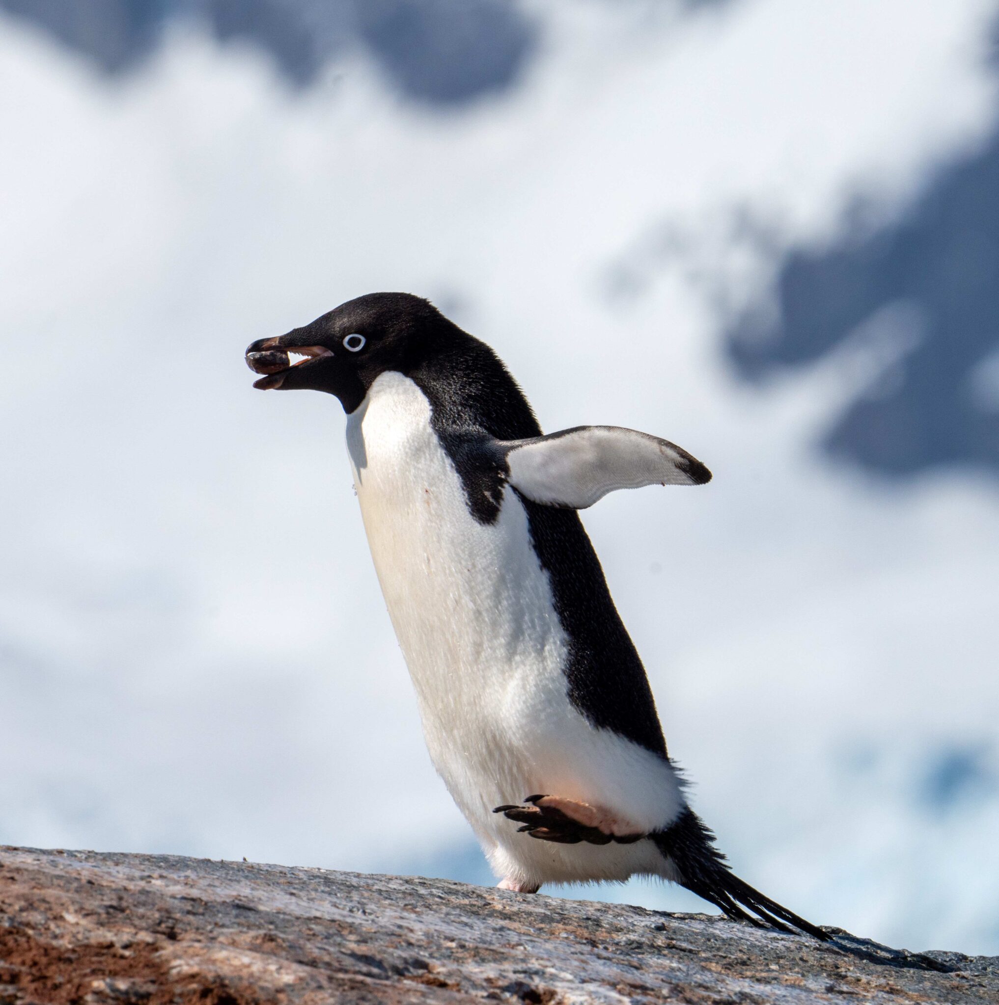 Aurora Expeditions’ Antarctic Explorer Express fits the bill with a ...