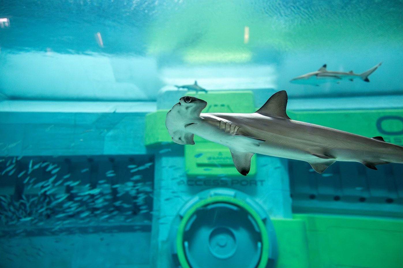 SeaWorld Yas Island, Abu Dhabi unveils a Fincredible Shark Week agenda